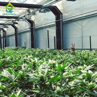 China Full Bloom Light Deprivation Greenhouse Automated Interior Blackout Greenhouses for sale