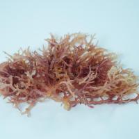 China Natural Seaweed Carrageenan E407 E407a | Refined & Semi-Redined Kappa Iota Lambda Grade | Reliable Manufacturer & Tailored Hydrocolloid Technical Solution Provider for sale