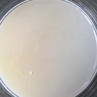 China Substitute To Joncryl 90 Hard Low Viscosity Styrene Acrylic Copolymer Emulsion for sale