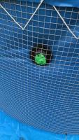 China 2MM Steel Mesh Tarpaulin Fish Tank And Tarpaulin Fish Farming Round Fish Pond Collapsible Fish Tank for sale