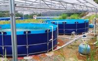 China 50000L Flexible Foldable 0.9mm PVC Tarpaulin Fish Tank Outdoor Fish Pond Diy Fish Pond for sale