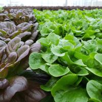 China Flat High Density Nft Grow System Nutrient Film Technique Hydroponic System for sale