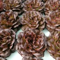 China Efficiently Deep Water Culture Dwc With Planting Bench Commercial Dwc System Anti Algae for sale
