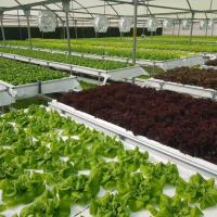 China Efficiently Deep Water Culture Dwc With Planting Bench Commercial Dwc System Anti Algae for sale