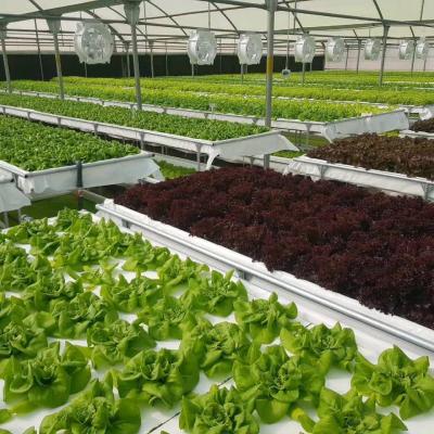 China Efficiently Deep Water Culture Dwc With Planting Bench Commercial Dwc System Anti Algae for sale