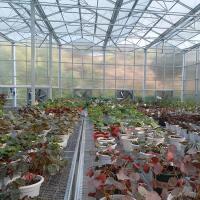 China Good Thermal Insulation Venlo Polycarbonate Sheet PC Panel Greenhouse for sale