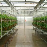 China Advanced Glass Modern Greenhouse For Optimal Light Transmission And Heat Preservation for sale
