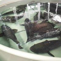 China Temperature Controllable High Density Recirculated Aquaculture System RAS Farming System for sale