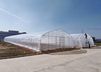 China 5-10 Meter Width Singular Span Greenhouse With All By Steel Clips Assembly for sale