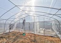China Reliable High Tunnel Large Poly Tunnel Transparent Film Tall Enough For Vertical Farming for sale