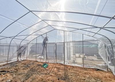 China Reliable High Tunnel Large Poly Tunnel Transparent Film Tall Enough For Vertical Farming for sale