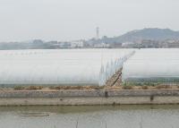 China Anti Corrosion Single Span Greenhouse High Tunnel Agriculture Greenhouse With Irrigation System for sale