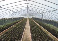 China Galvanized Frame Single Span Greenhouse For Thriving Vegetables Poly Tunnel Garden for sale