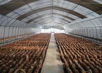 China Polytunnel Single Tunnel Greenhouse Mushroom Customized Length for sale