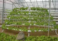 China Easy Maintenance Nutrient Film Technique System With Strong Adaptability for sale