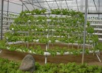 China Automated Vertical Nft System For Vegetables Irrigation Hydroponics Eqiupment for sale