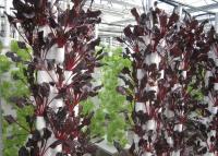 China Easy Maintenance Nutrient Film Technique System With Strong Adaptability for sale