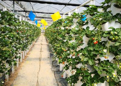 China Automated Vertical Nft System For Vegetables Irrigation Hydroponics Eqiupment for sale