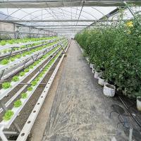 China A Frame PVC Nutrient Film Hydroponic System Nft Vertical Farming for sale