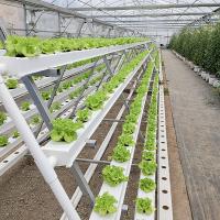 China A Frame PVC Nutrient Film Hydroponic System Nft Vertical Farming for sale