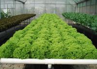 China Water Saving Flat NFT Hydroponic System Eco Friendly Design For Leafy Greens for sale