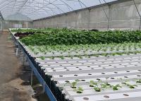 China Water Saving Flat NFT Hydroponic System Eco Friendly Design For Leafy Greens for sale