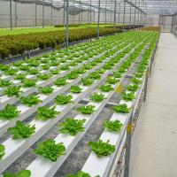 China Water Saving Flat NFT Hydroponic System Eco Friendly Design For Leafy Greens for sale