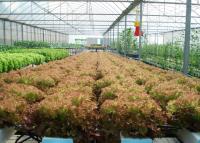 China Water Saving Flat NFT Hydroponic System Eco Friendly Design For Leafy Greens for sale