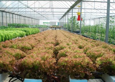 China Water Saving Flat NFT Hydroponic System Eco Friendly Design For Leafy Greens for sale