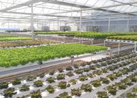 China Water Saving Flat NFT Hydroponic System Eco Friendly Design For Leafy Greens for sale