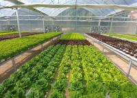 China UV Enhanced Nutrient Film Technique For Leafy Greens Prevent Plant Diseases for sale