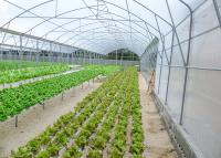 China UV Sterilizer Nft Farming System Disease Resistant For Leafy Greens Growth for sale