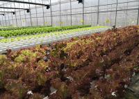 China Disease Resistant NFT Hydroponic System UV Sterilization Included Vertical Hydroponic System for sale