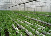 China UV Enhanced Nutrient Film Technique For Leafy Greens Prevent Plant Diseases for sale