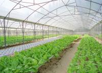 China Disease Resistant NFT Hydroponic System UV Sterilization Included Vertical Hydroponic System for sale