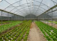 China UV Sterilizer Nft Farming System Disease Resistant For Leafy Greens Growth for sale