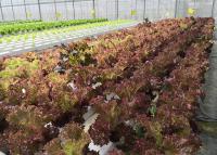 China Eco Friendly NFT Hydroponic System Water Saving With Automated Management for sale