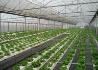 China High Density NFT Hydroponics System Fast Harvest Cycle Automatic Control for sale