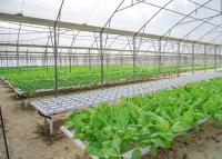 China High Density Flat Commercial Nft Hydroponic Systems Nutrient Film Technique Hydroponics for sale