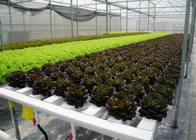 China High Density Flat Commercial Nft Hydroponic Systems Nutrient Film Technique Hydroponics for sale