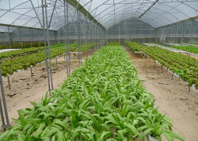 China UV Sterilizer Nft Farming System Disease Resistant For Leafy Greens Growth for sale