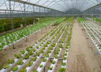 China High Density Flat Commercial Nft Hydroponic Systems Nutrient Film Technique Hydroponics for sale