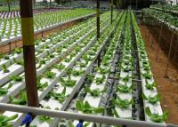 China High Density NFT Hydroponics System Fast Harvest Cycle Automatic Control for sale