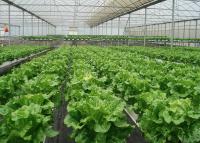 China UV Enhanced Nutrient Film Technique For Leafy Greens Prevent Plant Diseases for sale