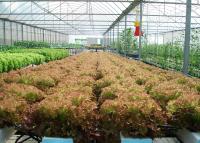 China UV Enhanced Nutrient Film Technique For Leafy Greens Prevent Plant Diseases for sale