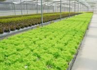 China UV Enhanced Nutrient Film Technique For Leafy Greens Prevent Plant Diseases for sale