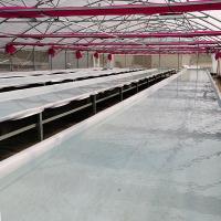 China Auto Adjusting Anti Algae Deep Water Culture Kit Dwc Hydroponics Growing System for sale