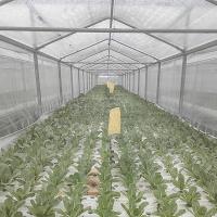China Stable DWC Hydroponics System Fertilizer Saving For Cultivating Green Plants for sale