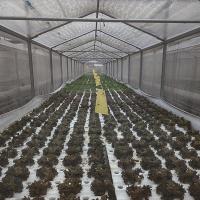 China UV Sterilized DWC Hydroponics System Ideal For Disease Resistant Vegetable Cultivation for sale