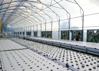 China Quick Growing DWC Hydroponics System Perfect Commercial For Fast Harvest Vegetables for sale